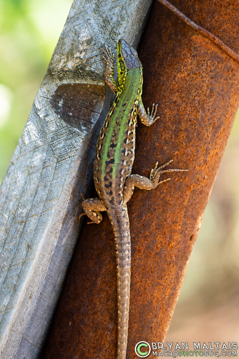 Italian Wall Lizard