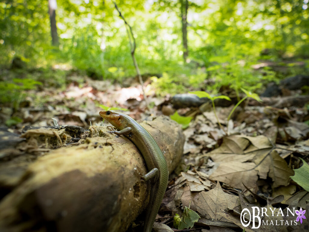 Broad-headed Skink, Missouri
