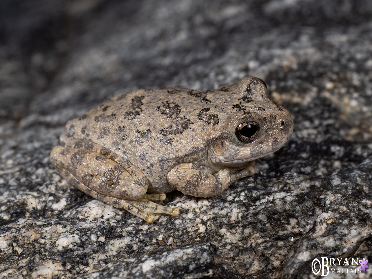 canyon treefrog tanque verde river tucson az